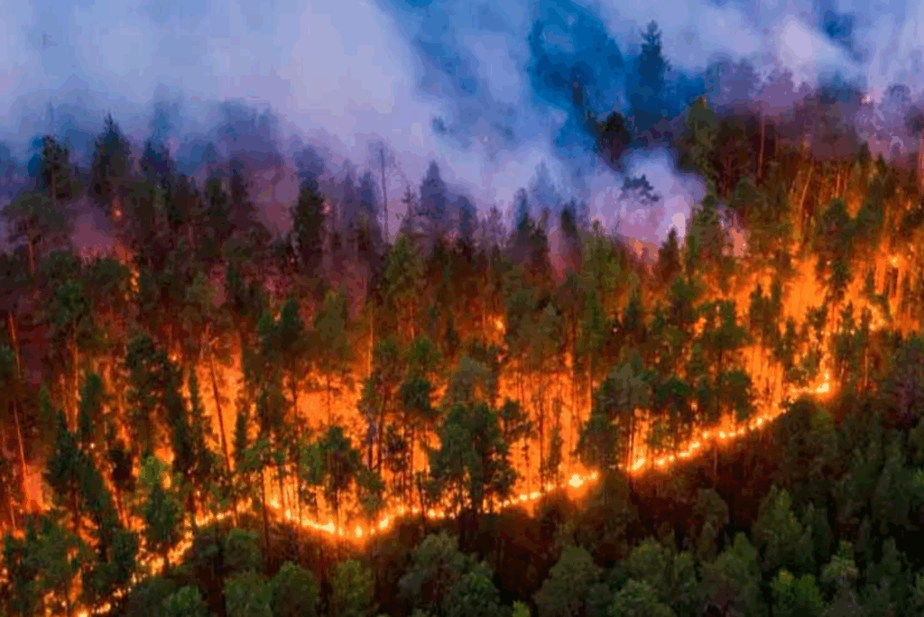 Incendios forestales: Nueva solución tecnológica que mejora la ...